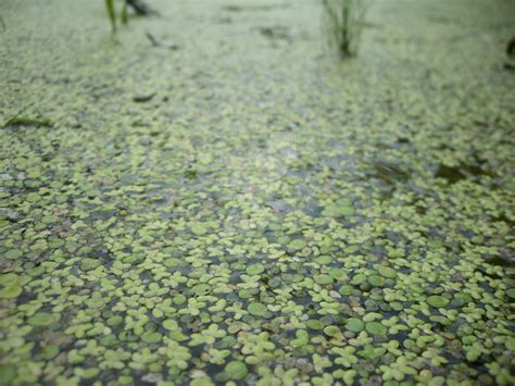 Duckweed By Flintofwitch On DeviantArt