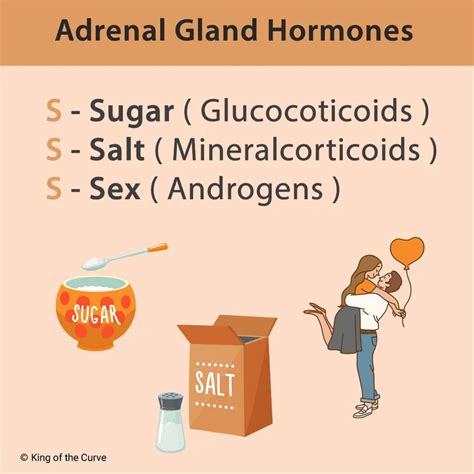 Adrenal Gland Hormones Nclex Guide Sugar Salt And Sex Explained — King