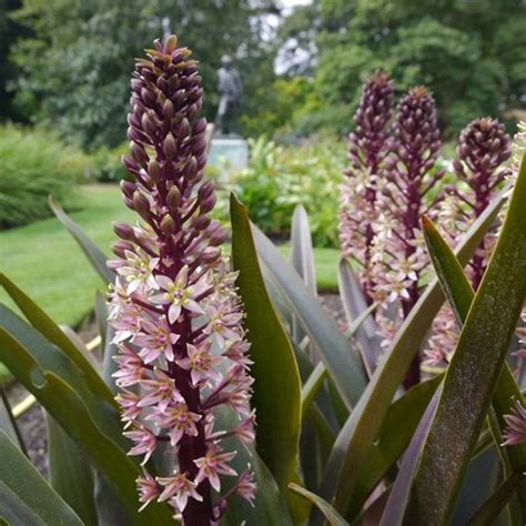 Pineapple Lily A Growing Guide For Eucomis Garden Design