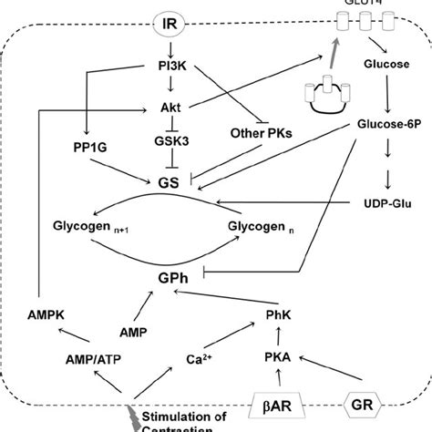 Pdf Structure And Regulation Of Yeast Glycogen Synthase
