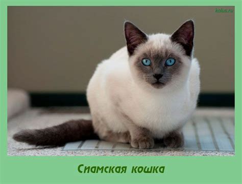 Сиамская кошка