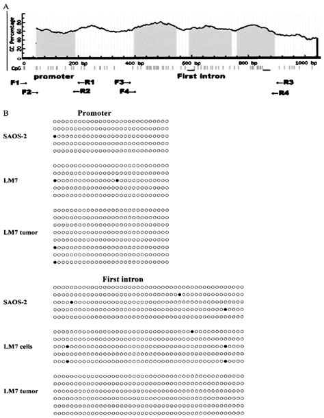 Assessment Of Dna Methylation Using Bisulfite Modified Genomic Download Scientific Diagram