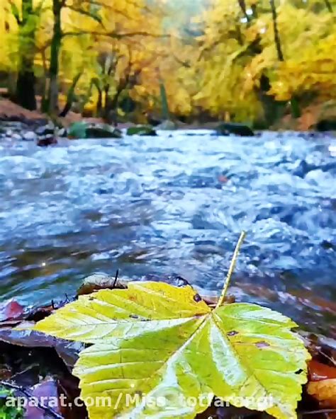 کلیپ تولد پاییزی تولدت مبارک مهرماهی