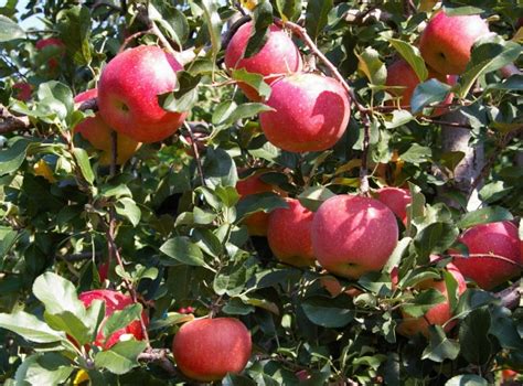 빨갛게 잘 익은 사과 시니어매일