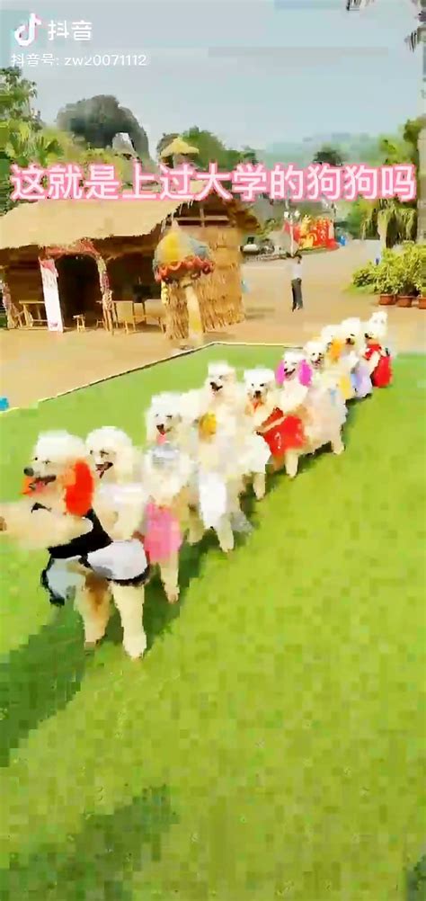 سگها ی نمایشی