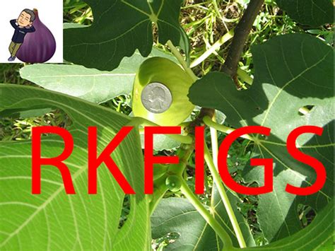 Ficazzana Fig Tree 2 Years Old Rkfigs