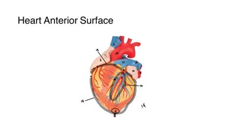 Cardiovascular System Flashcards Quizlet