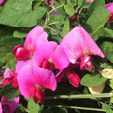 Grass Pea Lathyrus Sativus Seeds