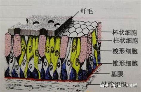 组织学胚胎学笔记 2 上皮组织1[总论及分类] 知乎
