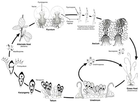 Life Cycle Of A Heteroecious Macrocyclic Cereal Rust The Alternate Download Scientific