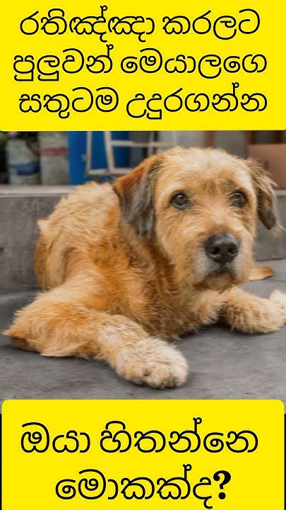 අදුරුදු සහ අදුරු Awurudhu And Aduru Spd Media Viralvideo Trending Shortvideo Shorts Share