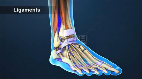 足部解剖骨骼和肌肉 3d 渲染高清摄影大图 千库网