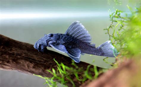 Pleco Types List Of Top 20 Types Of Plecos Fish Laboratory