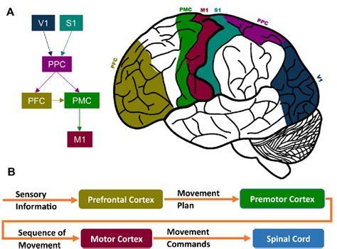 The Sensory And Motor Areas Involved In Movement A The Primary