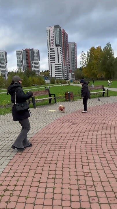 Собачки😊 санктпетербург собака друг Youtube