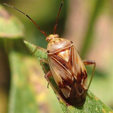 Plant Bug Lygus Bugguide Net