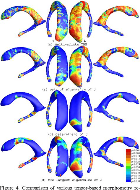 figure 4 from shape analysis with multivariate tensor based morphometry and holomorphic
