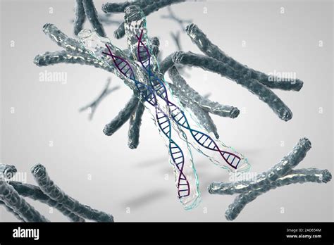 Chromosomes Illustration Before Replication One Chromosome Consists Of One Dna