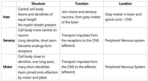 Types Of Neurons Elucidate Education