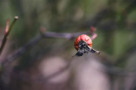 Premium Photo Selective Focus