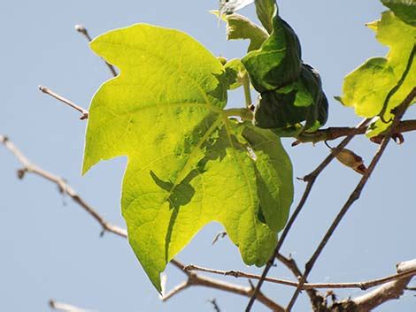 Vegetation Around Las Vegas California Sycamore Platanus Racemosa