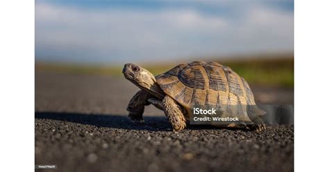 Горещините в Малайзия водят до намаляване броя на мъжките костенурки