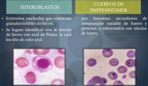 Atlas De Hematologia
