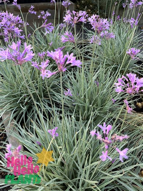 Tulbaghia Society Garlic Variegated 3 Pot Hello Hello Plants