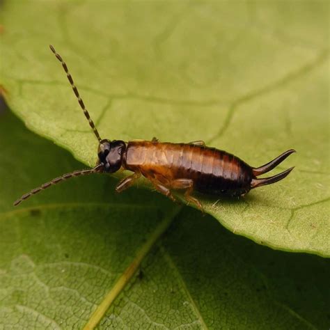 Pincher Bugs 11 Facts About Earwigs You Need To Know