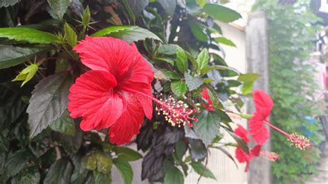 The Beauty Of Red Hibiscus Flowers On A Sunny Morning On The Outskirts Of Surabaya Kenjeran