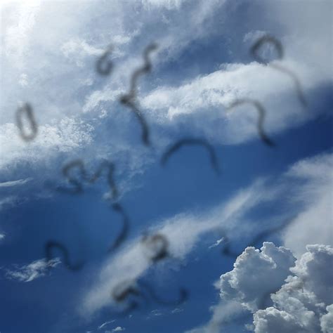 What Do Cobweb Floaters Look Like At Caitlin Kelley Blog