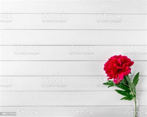 텍스트 위쪽에 대 한 복사 공간 흰색 소박한 나무 테이블에 아름 다운 분홍색 빨간 마 르 살라 모란 꽃 보기 및 평면 스타일을 하다 0명에 대한 스톡 사진 및 기타 이미지