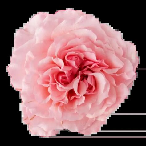 Mayra 25 Stems Per Bunch Flower Delivery In Nj By Paradise Flowers