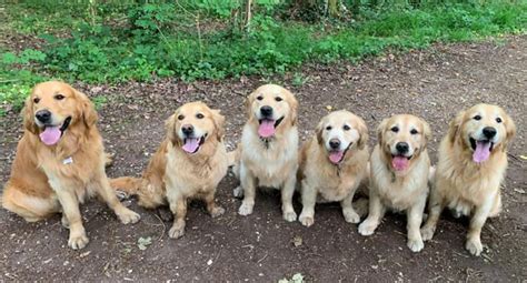 ძაღლები ბავშვებს მკურნალობის პროცედურების გავლაში ეხმარებიან ტაბულა
