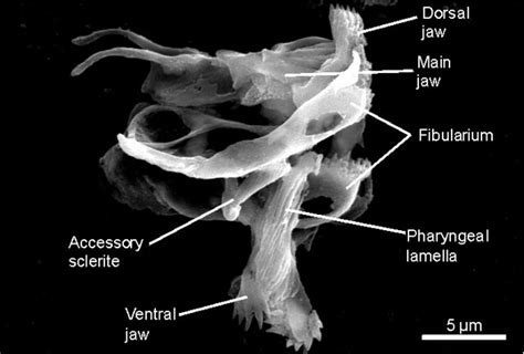 28 3 Micrognathozoa Flickr