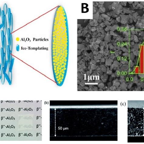 A Schematic Of The Particle Orientation Induced By Ice Template Download Scientific Diagram