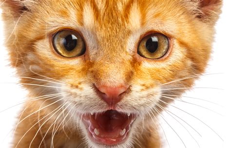 Understanding Cat Vocalisations What Your Cat Is Telling You Second