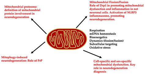Frontiers Editorial Mitochondrial Dysfunction As A Target In