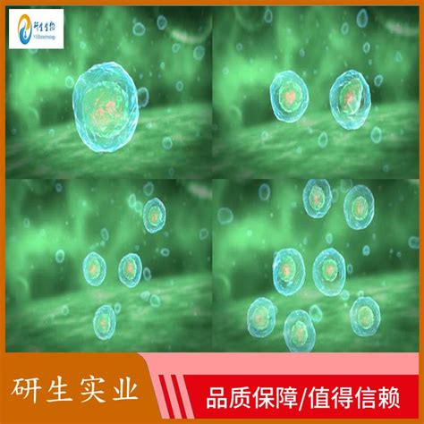 Hmc3 人小胶质细胞 活性强仅供科研研究使用
