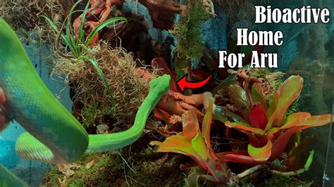 Creating Bioactive Enclosure For Green Tree Python Youtube