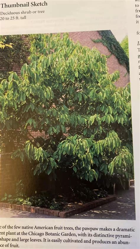 Native Plants And Trees Chicago Botanic Garden Native Plants Plants