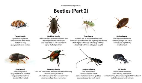 Types Of Scorpions Scorpion Identification Chart Key Guide Diagram Artofit