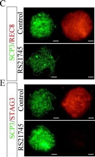Scp3 Sycp3 Antibody Bsa Free Nb300 232 Bio Techne