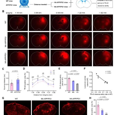 A Proportion Of 4 Month Old App Ps1 Mice Was Hyperactive During Y Maze Download Scientific