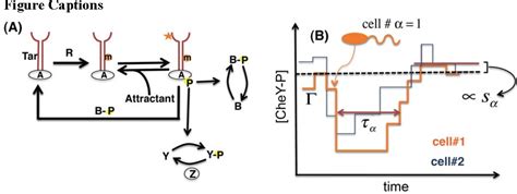 Figure 1 From Cell Responses Only Partially Shape Cell To Cell Variations In Protein Abundances