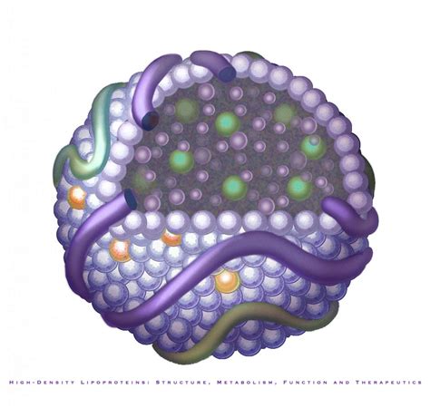 Hdl Cholesterol Gt Health