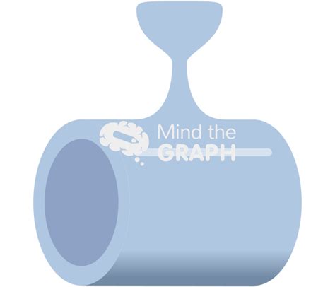 Mushroom Dendritic Spine