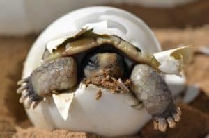 How To Hatch Turtle Eggs Box Turtle Site