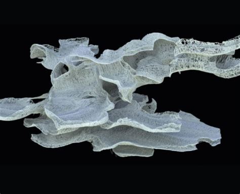 Transformative Cohesion Morphogenetic Architecture — Yonsei University