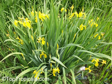 Iris Sp Beardless Irises Top Tropicals Plant Encyclopedia